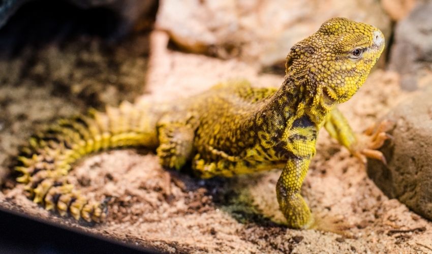 Reptile Health Checklist – Annual Reptile Home Health Exam