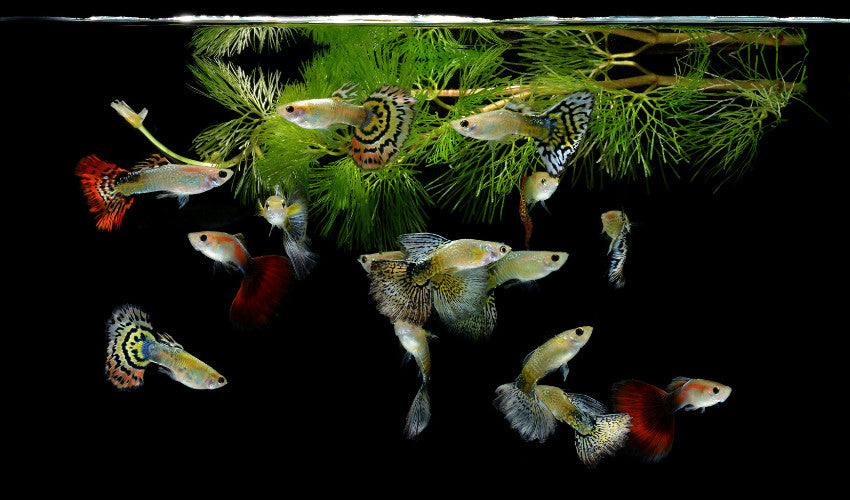 The Top 10 Most Popular Freshwater Fish for Beginners