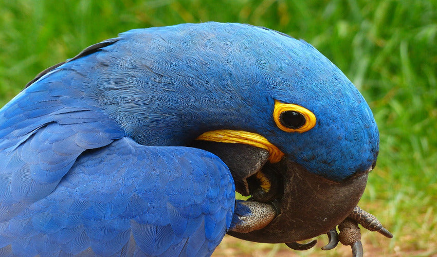 Why Your Bird Is "Biting"