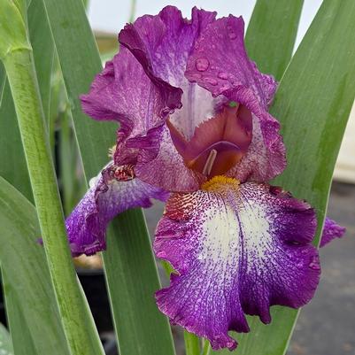 Bearded Iris 'Wine Festival' Iris Germanica 'Wine Festival' (Purple ...