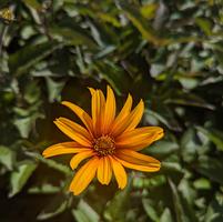 False Sunflower 'Burning Hearts' Heliopsis Helianthoides 'Burning ...